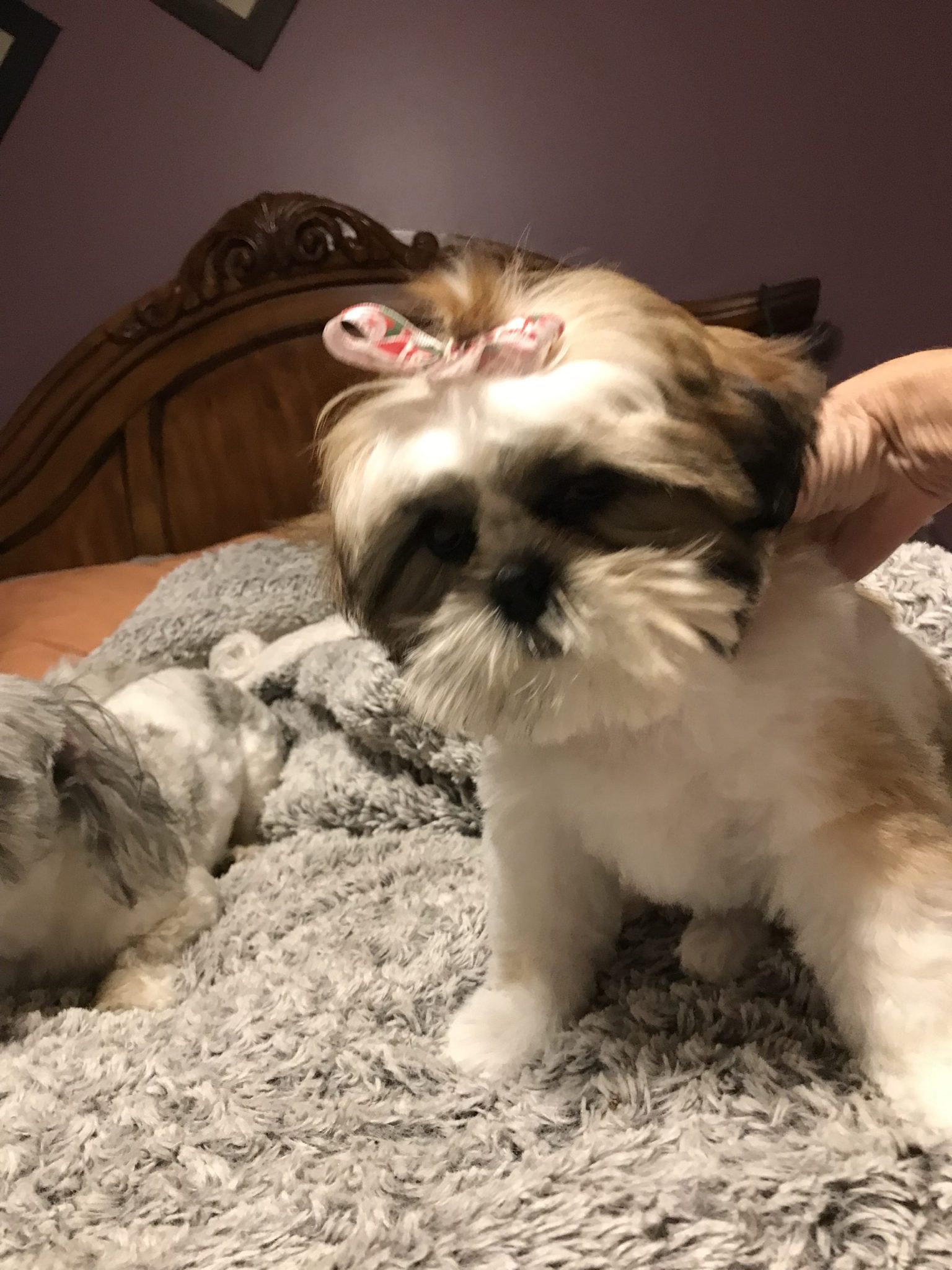 Dawn’s simple shih tzu – shih tzus, Fountain Florida
